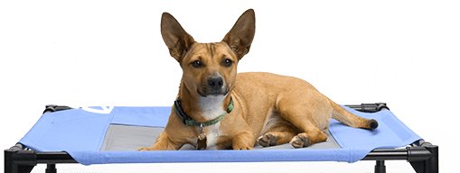 Trending Shops: Best Pet Products & Services | Petco