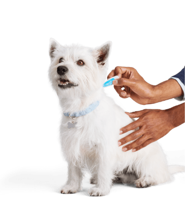 Petco Vital Care Membership: Formerly known as Petco Pals Rewards