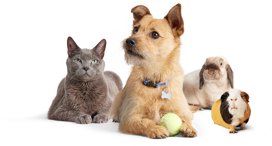 Petco: Pet Supplies, Pet Food, & Pet Products