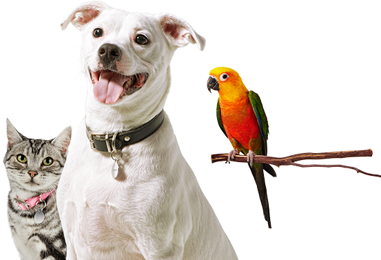 Discount Pet Supplies: Petco Sales Ad & Top Deals | Petco | Page 7