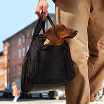 Reddy Dog Clothing & Accessories | Petco