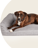 Reddy Dog Clothes & Accessories | Petco