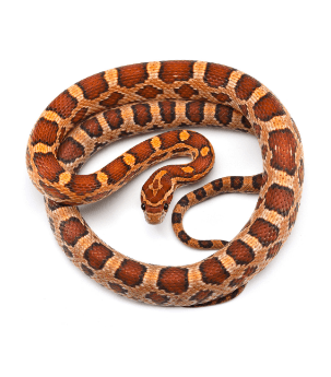 Discount Pet Supplies: Petco Sales Ad & Top Deals | Petco | Page 44