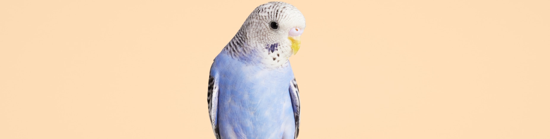 Petco Vital Care Membership: Formerly known as Petco Pals Rewards