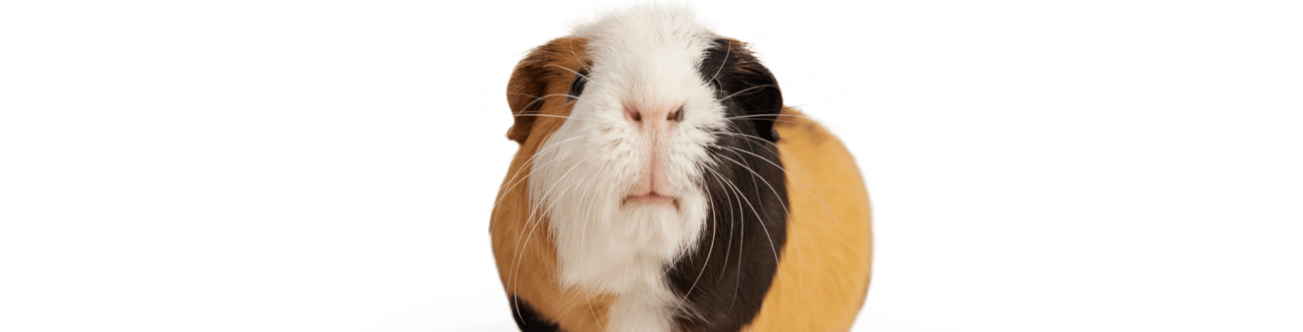 Petco Vital Care Membership: Formerly known as Petco Pals Rewards