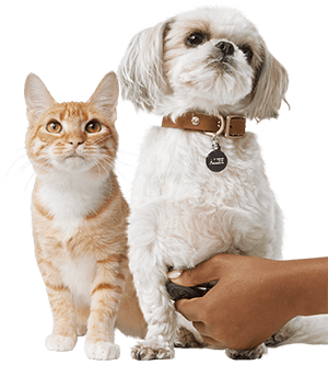 Well & Good Recovery Cone Collar, X-Large 15.25-25" | Petco