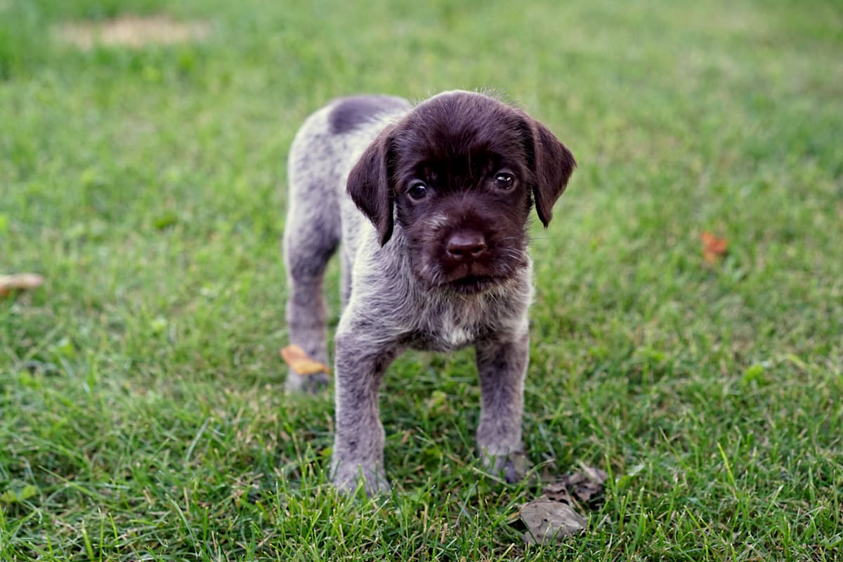 Wirehaired Pointing Griffon Dog Breed: Traits, Care, Cost & Photos | Petco