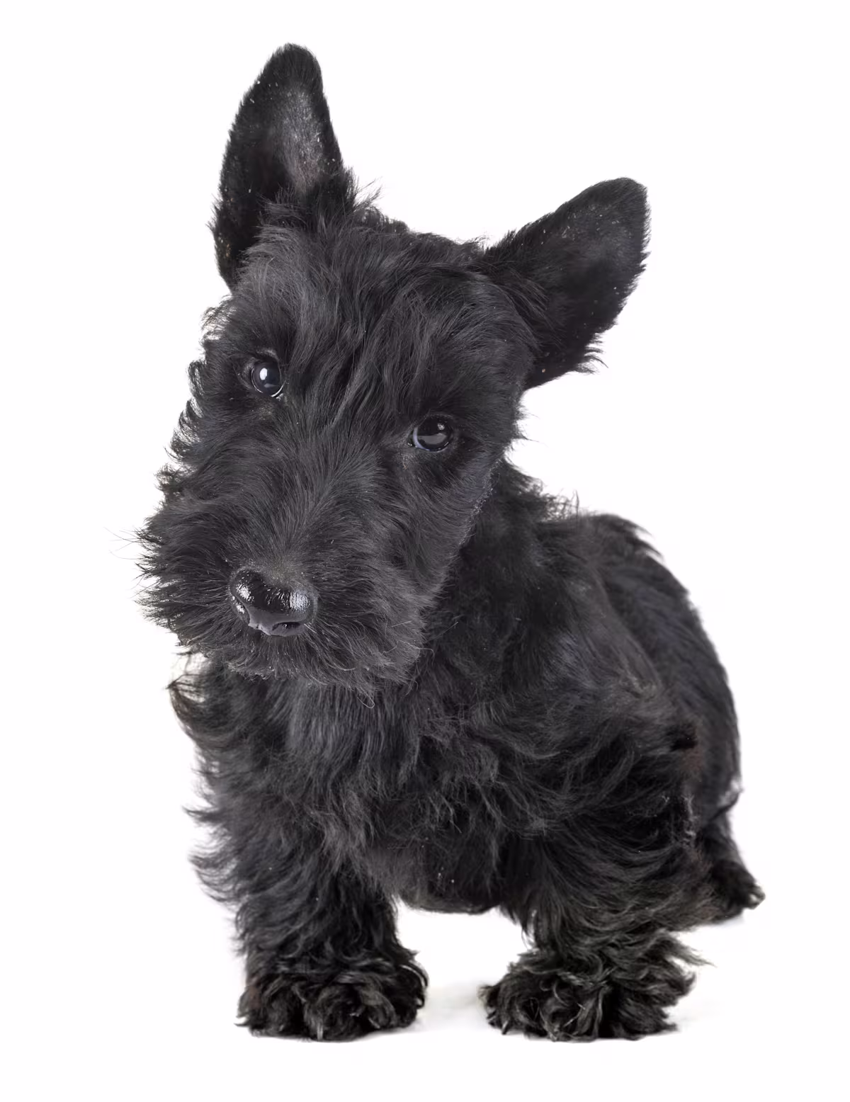 Scottish Terrier Dog Breed: Traits, Care, Cost & Photos | Petco