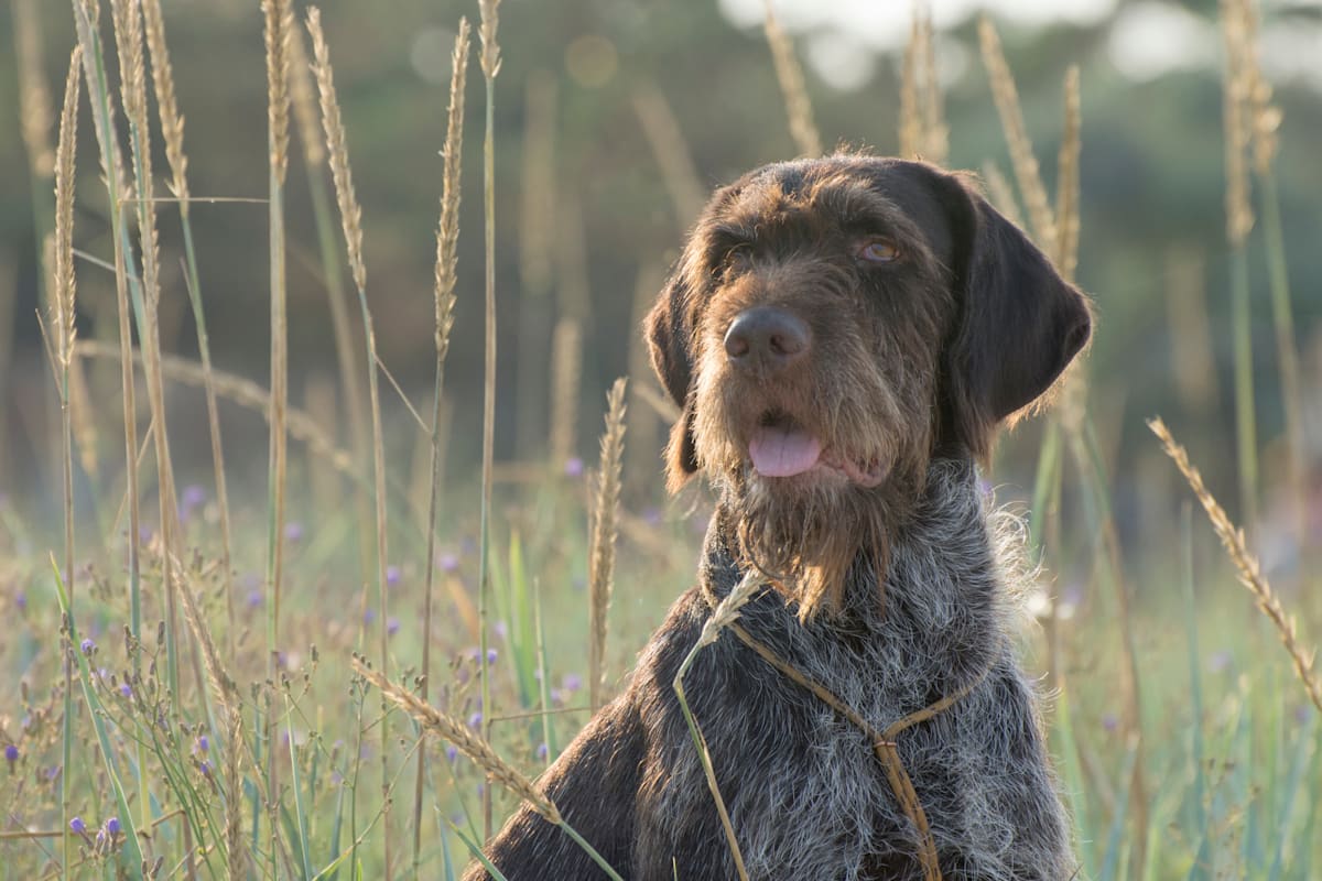 Wirehaired Pointing Griffon Dog Breed: Traits, Care, Cost & Photos | Petco