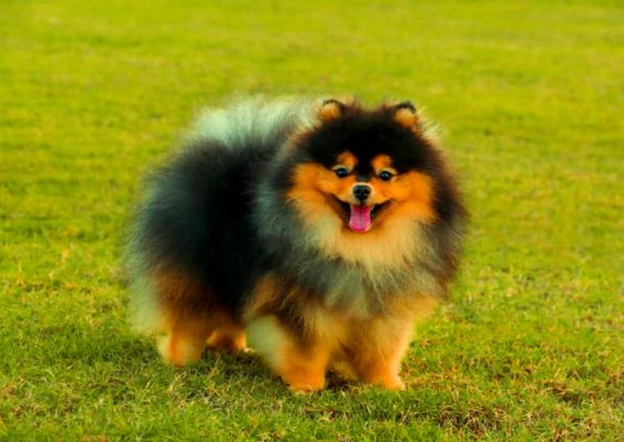 Pomeranian Dog Breed: Traits, Care, Cost & Photos | Petco