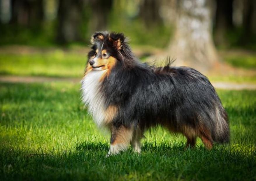 Shetland Sheepdog Dog Breed: Traits, Care & Photos | Petco