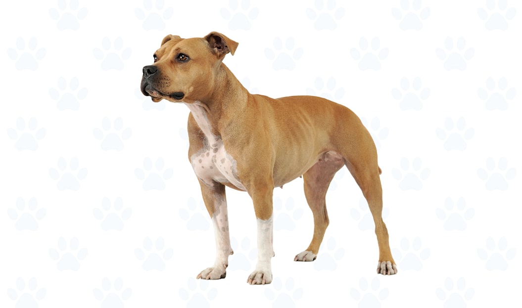 American Staffordshire Terrier Dog Breed: Traits, Care, Cost & Photos ...