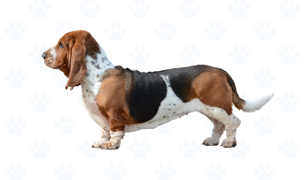 Basset Hound Dog Breed: Traits, Care & Photos | Petco