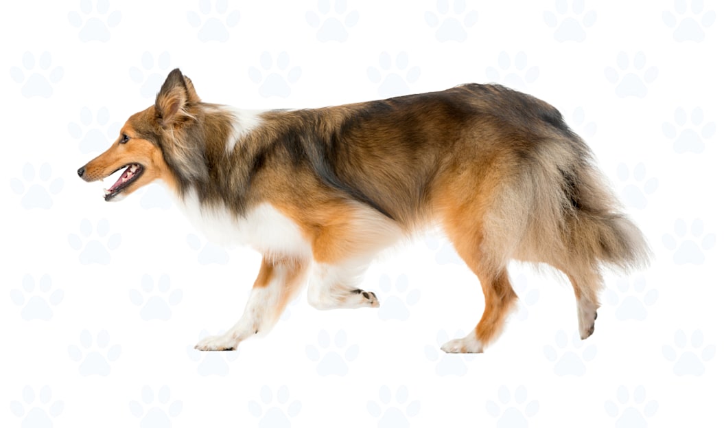 Shetland Sheepdog Dog Breed: Traits, Care & Photos | Petco