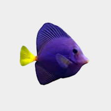 Saltwater Fish for Sale | Petco