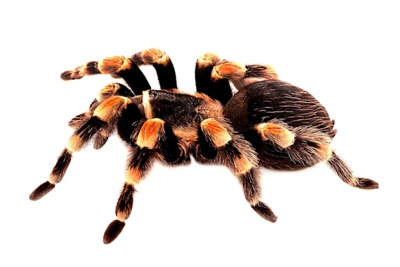terrestrial tarantula