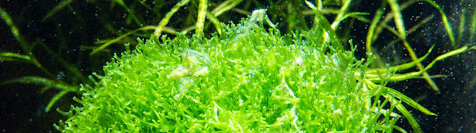 riccia fluitans floating