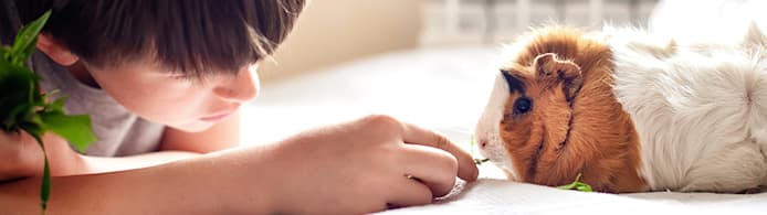 guinea pig eye problems