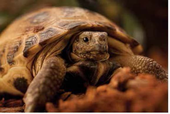 russian tortoise names