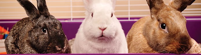 Rabbit Parasites: Symptoms, Treat, Prevent Worms, Fleas | Petco