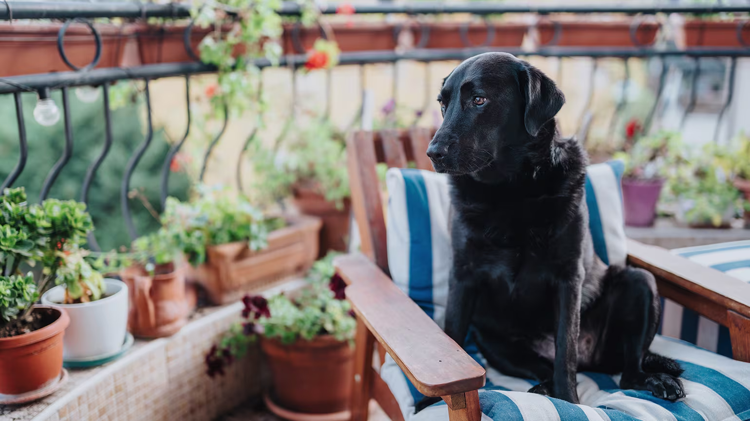Which Indoor Plants are Toxic to Dogs? Houseplants to Avoid | Petco