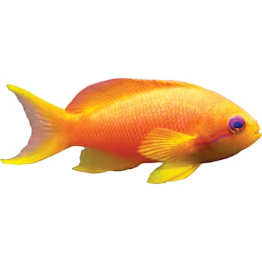 Orange Tropical Fish | Petco