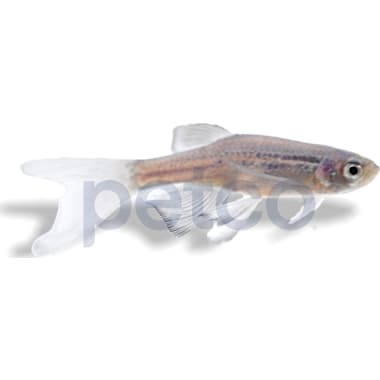 Petco Fish