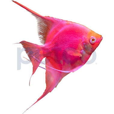 Petco Fish